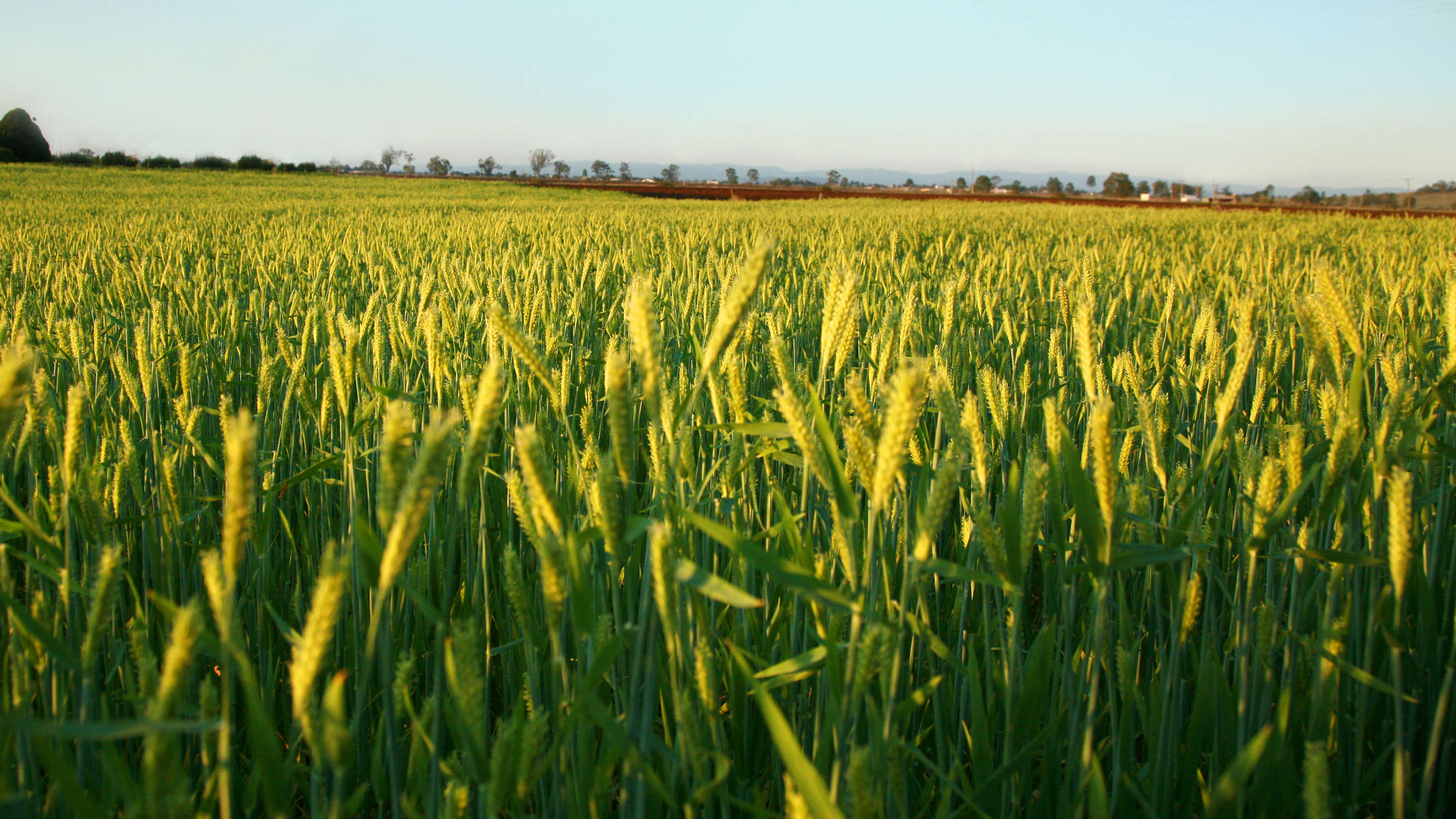 Barley | Brickendon Estate, World Heritage Site, Longford Tasmania