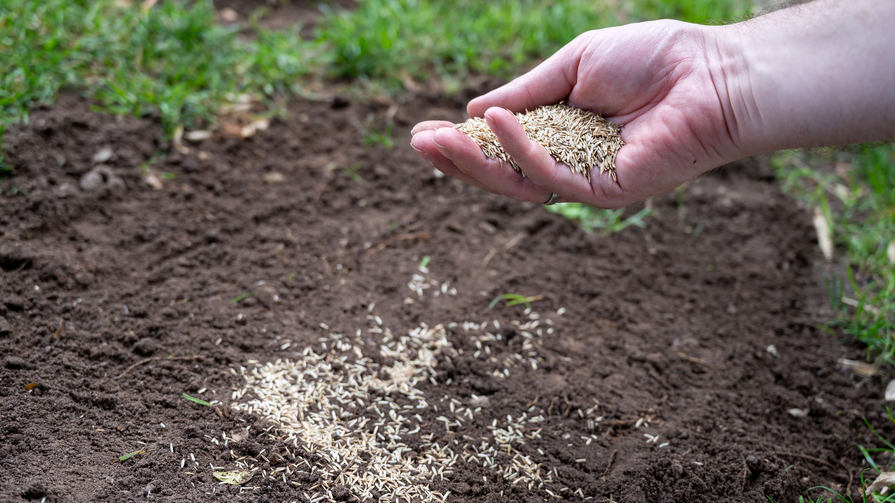 Grass seed | Brickendon Estate, World Heritage Site, Longford Tasmania