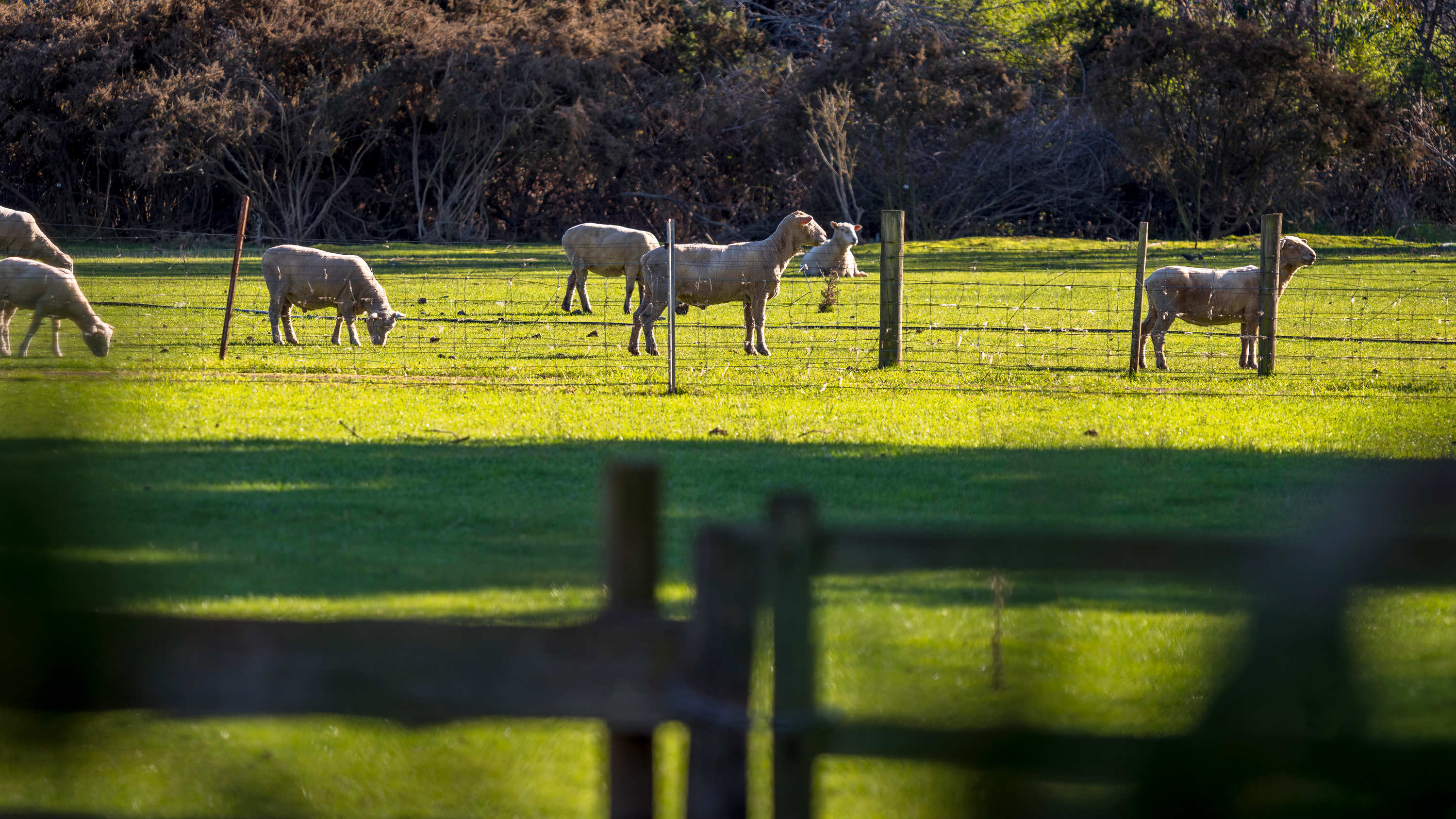Lamb | Brickendon Estate, World Heritage Site, Longford Tasmania