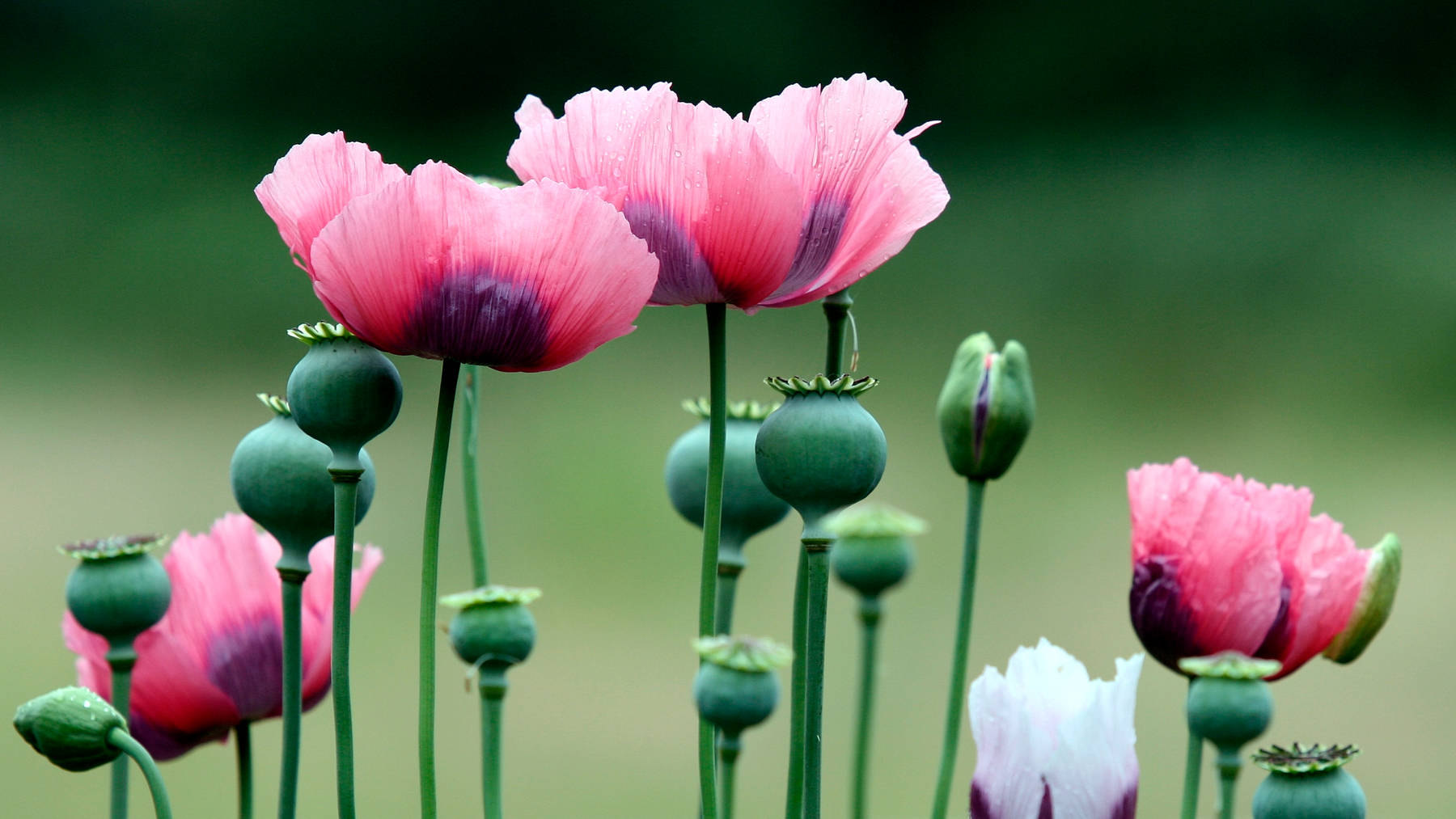 Poppies | Brickendon Estate, World Heritage Site, Longford Tasmania